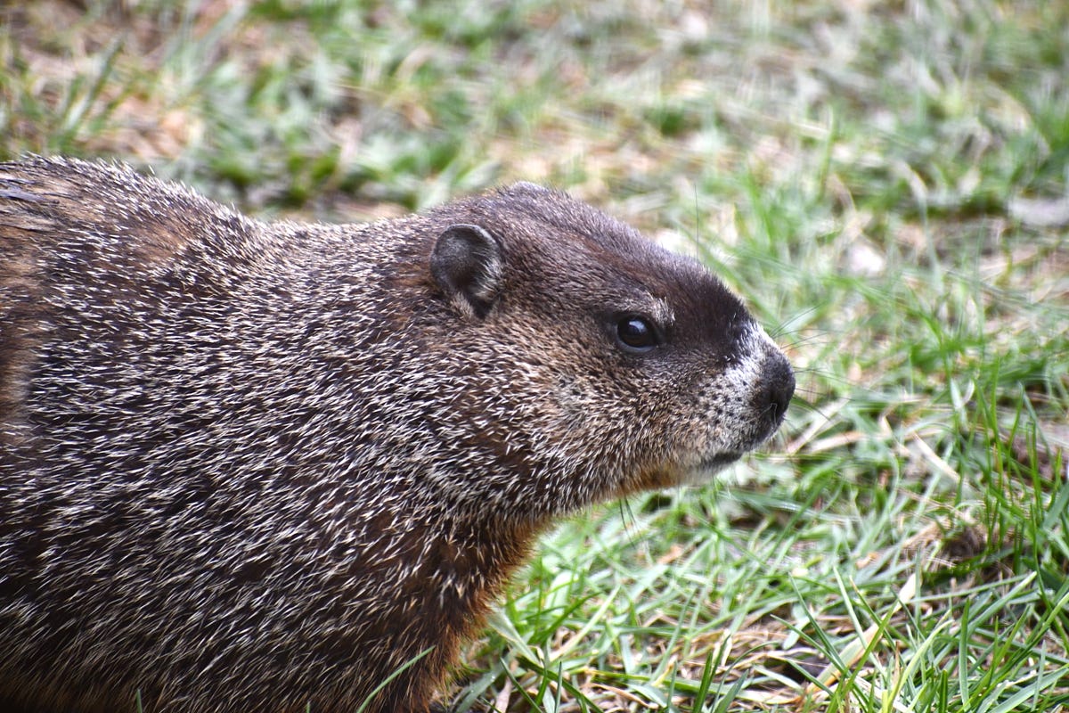 Happy Groundhog’s Day Eve!. A pointless holiday that I love! | by ...