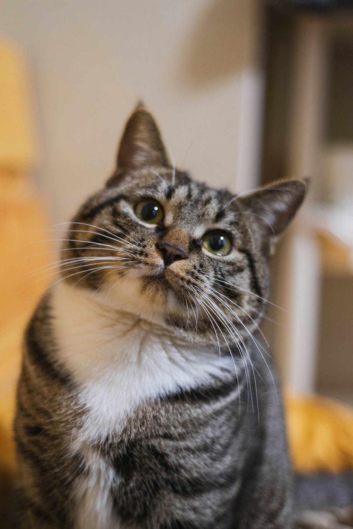 I Have a Codependent Relationship with My Cat | by Danielle O'Neill ...