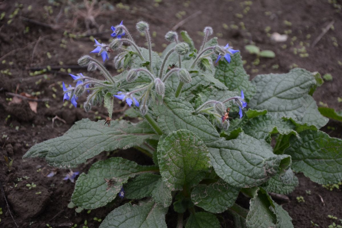 BORAGE. Borage is a medicinal plant known by… | by Ali Ibn Redouan | Medium