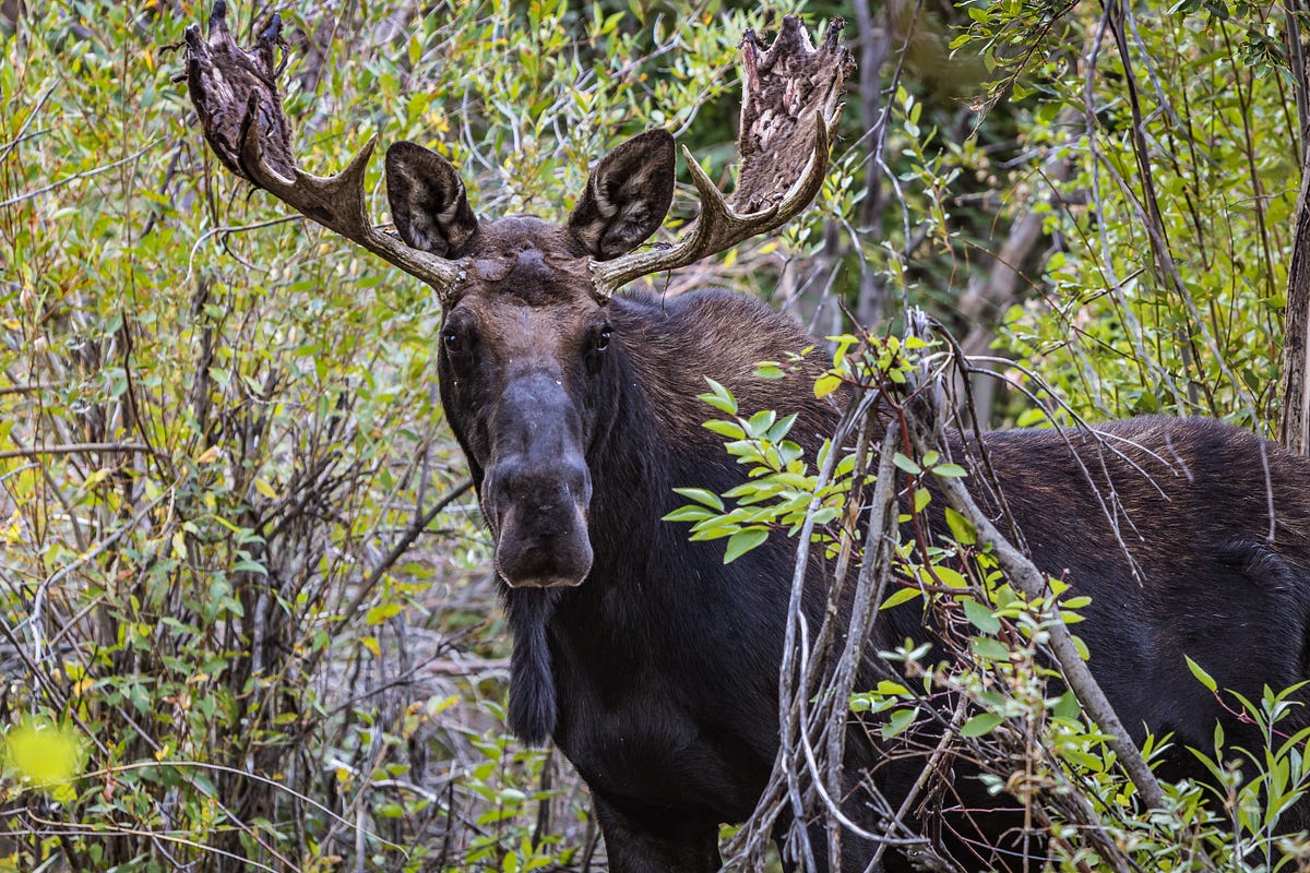 How to Teach a Moose to Meditate. A hair-raising story of the Maine woods | by Robert E ...