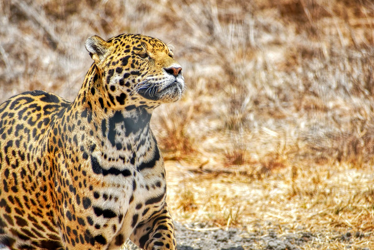 AlUla Conservation — Protecting the Rare Arabian Leopard | by Ghani Mengal | Digital Global ...
