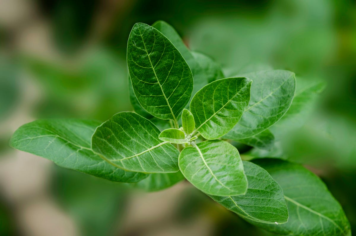 I Tried Ashwagandha for 6 Months — Is It Really the Magic Herb Everyone Claims? | by John ...