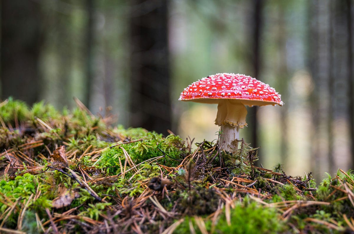 The Giant Mushroom Trees that Once Towered Over Earth | by Sam Morgan ...