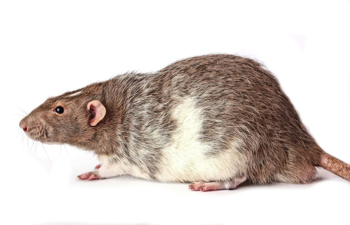 The Rat. The Car. Noise And How To Make Yourself Useful As A Personal ...