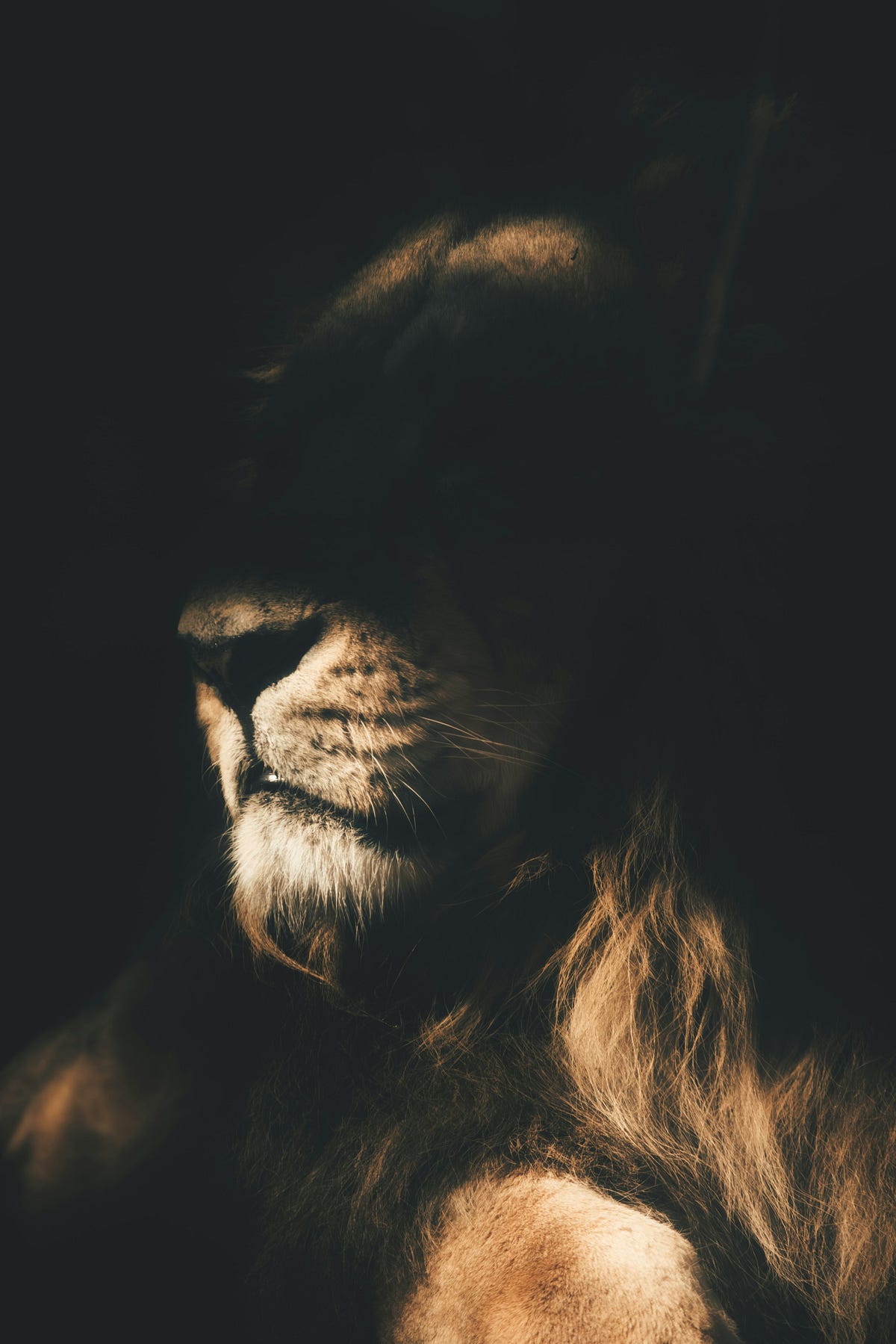 In Trust: A Framework for Animal Representation | by PAN Works | Medium