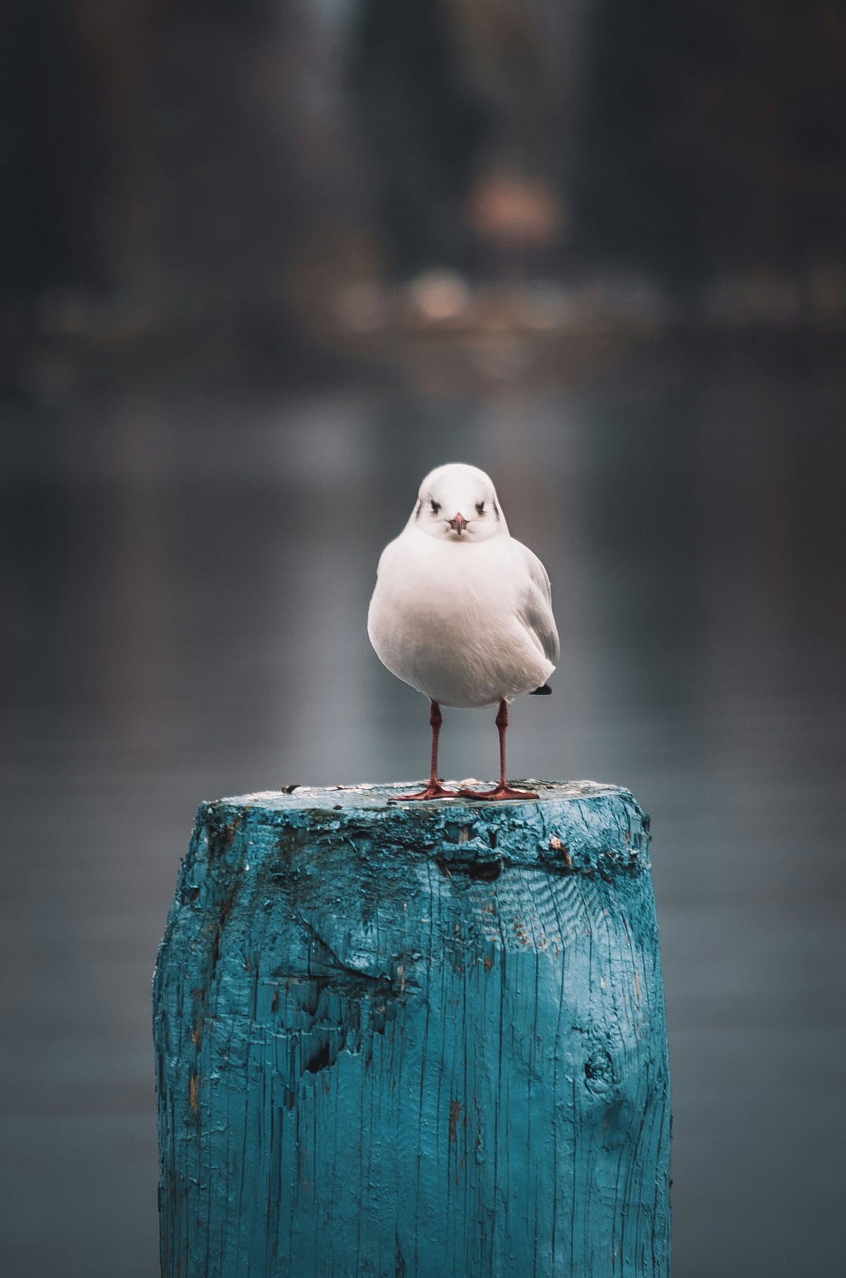 🪄Understanding Garbage Collection in .Net Core🎡 | by Dayanand Thombare ...