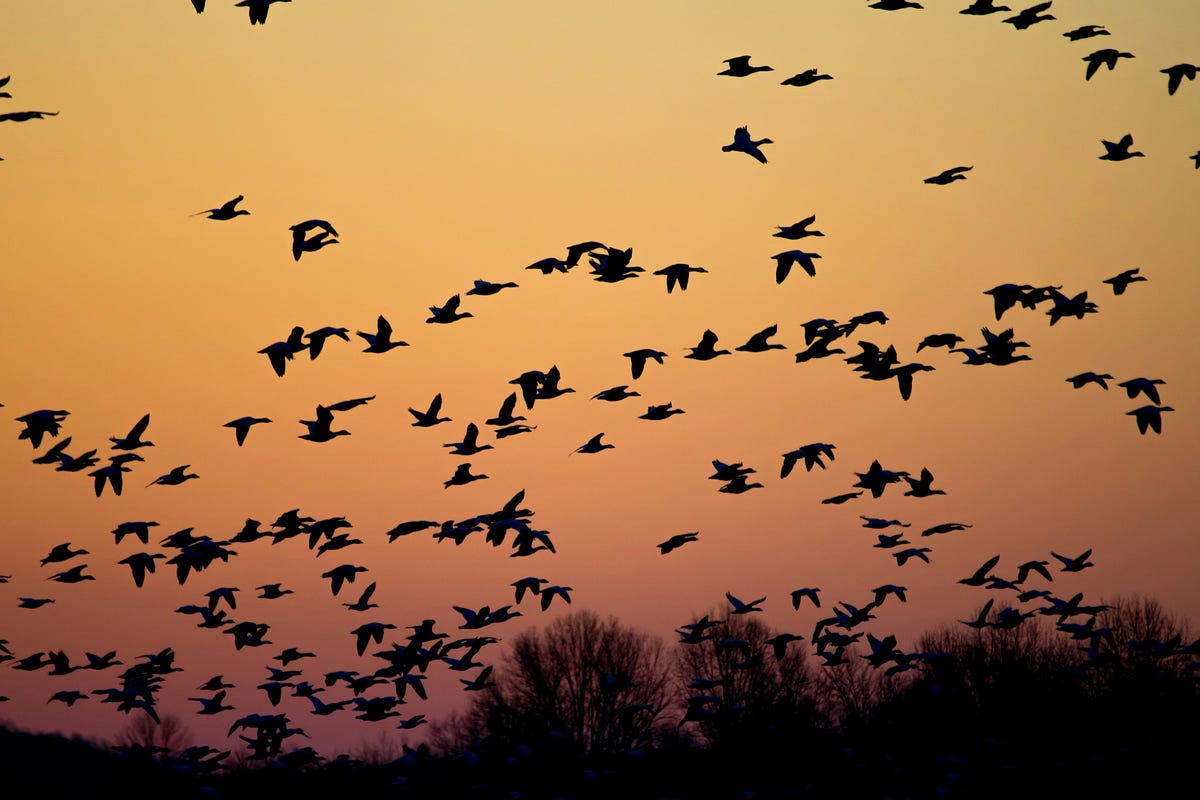 HOW DO BIRDS FIND THEIR MIGRATION ROUTES? | by Luna | Medium