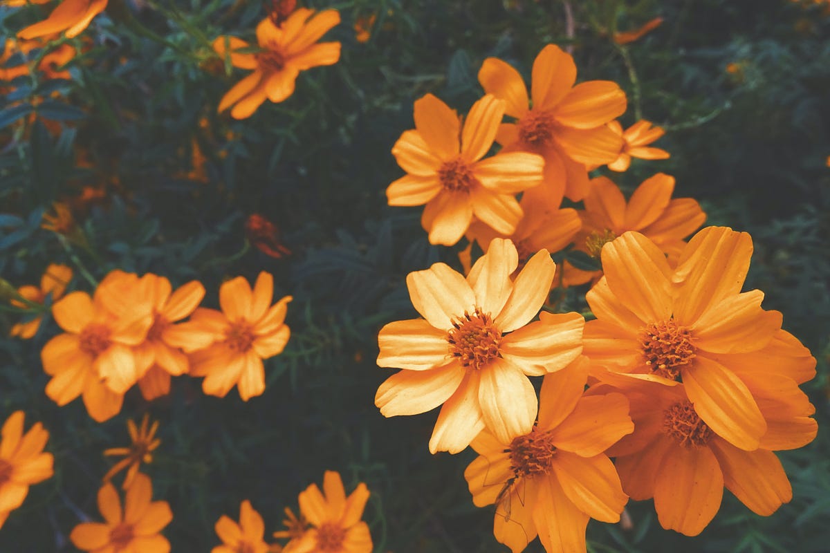 Gratitude — why we need to have a spirit of gratitude [Part 3] | by ...