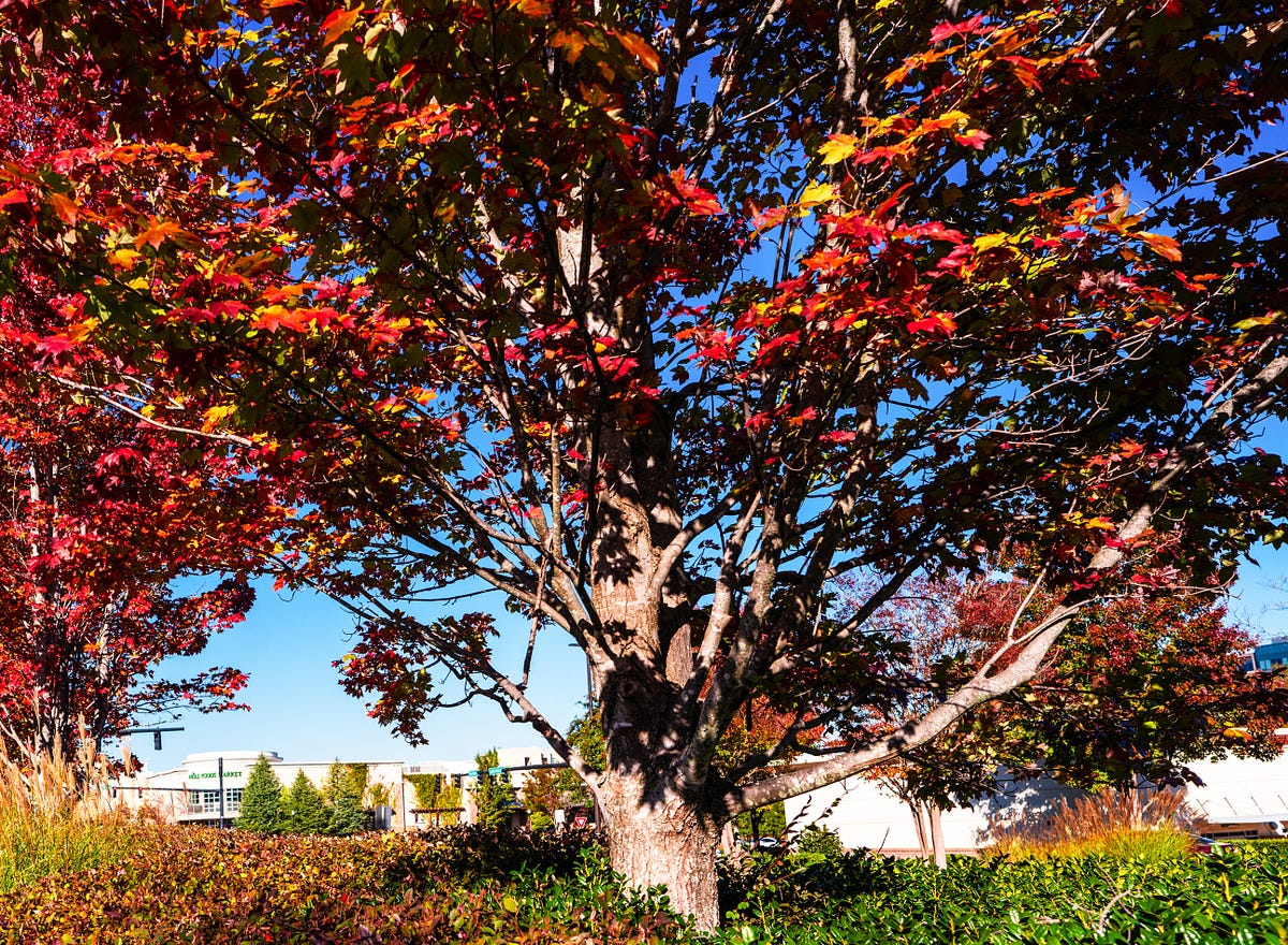 Is Alpharetta a Good Place to Raise a Family? | by Ashley Pearson | Nov ...