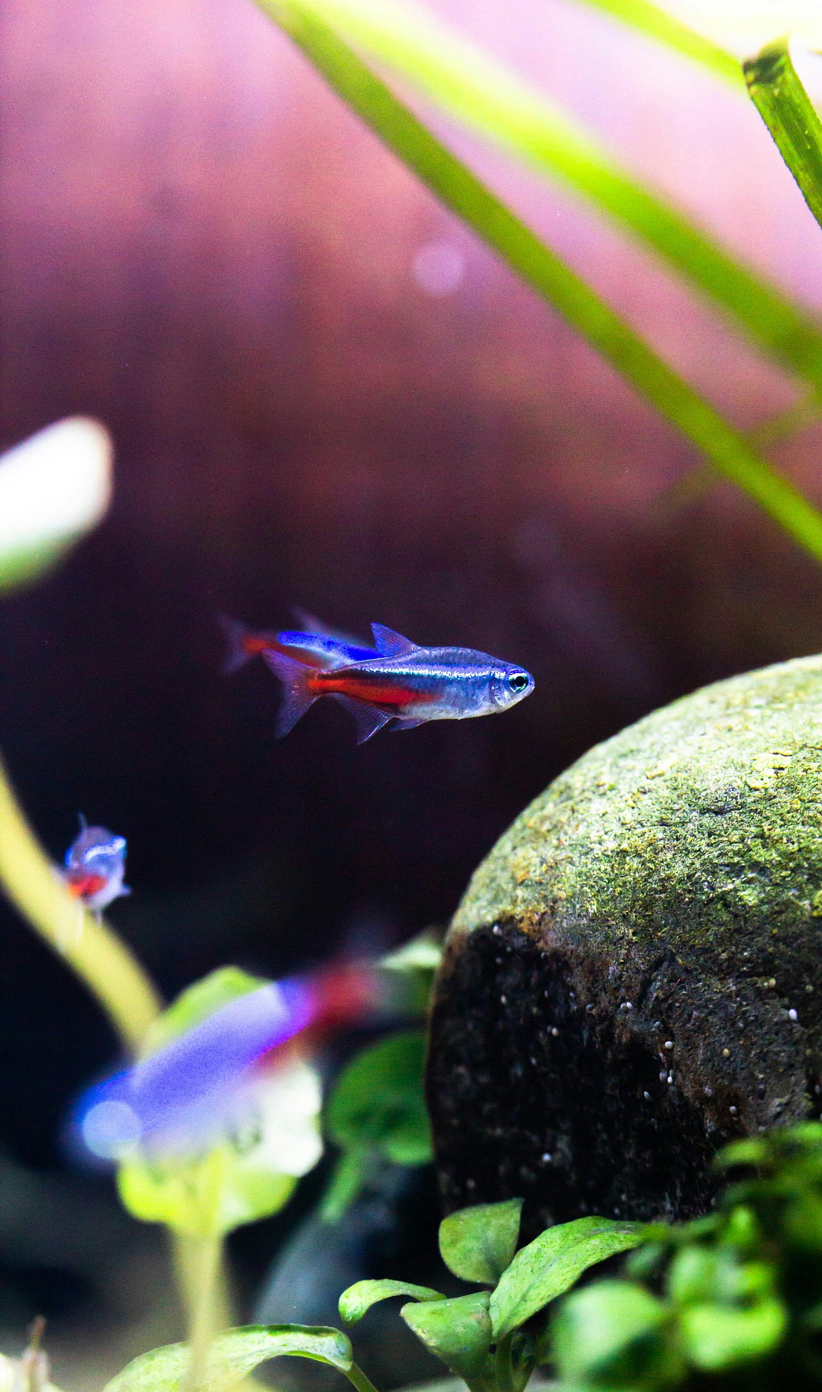 Neon Tetras: Care, Habitat, and Breeding | by Emmoceb.com | Medium