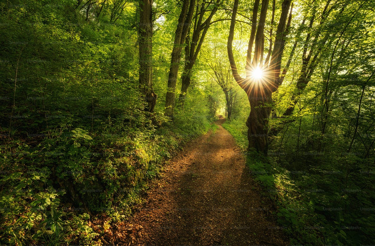 Day 20 — The Practice of Mindful Nature Walks | by Saket Jambhale | Aug ...