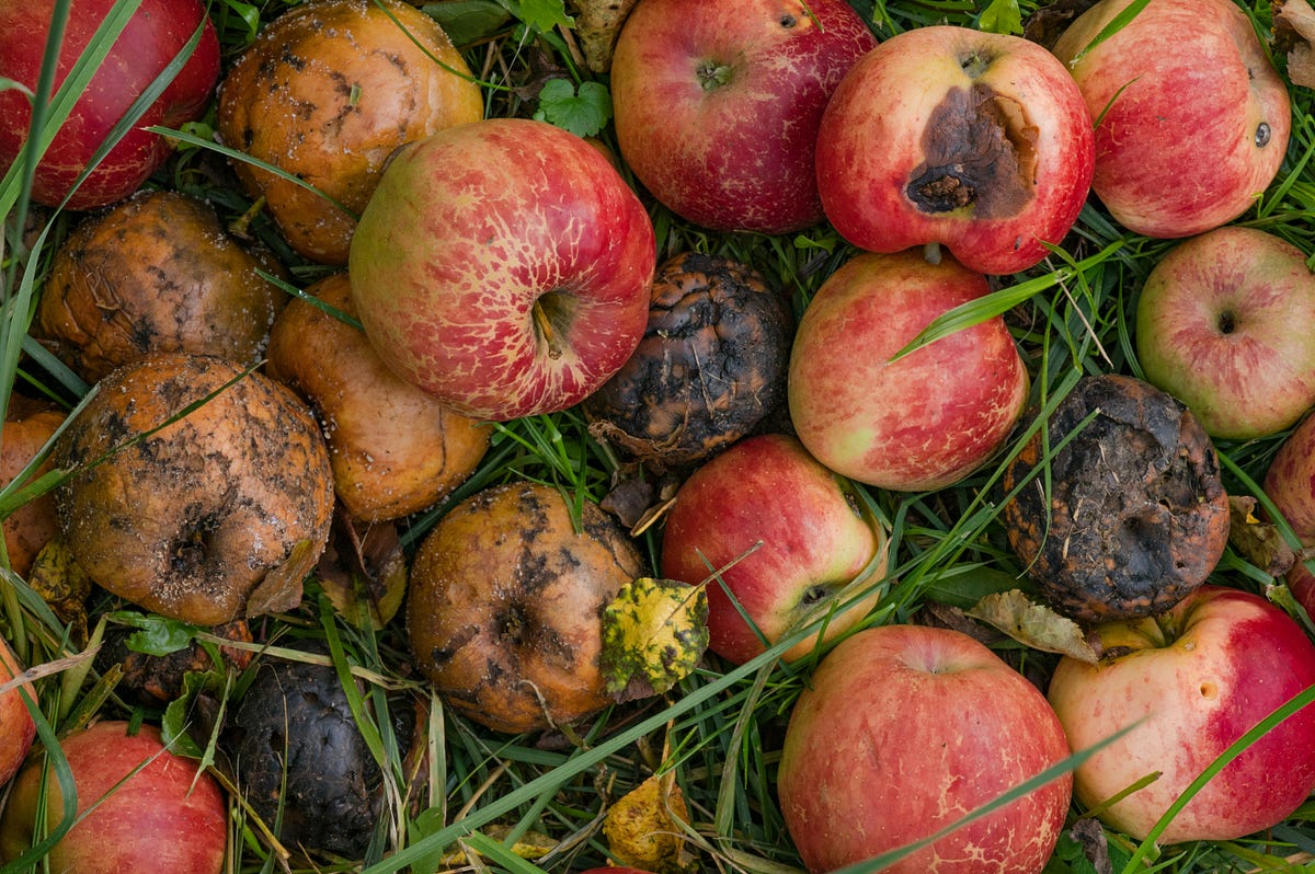 There’s No Lack of Food, There’s a Lack of Empathy | by Meaghan Ward ...