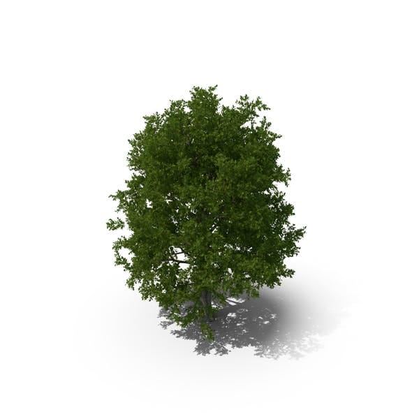Realistic Oak Tree - Mosaicmystique - Medium