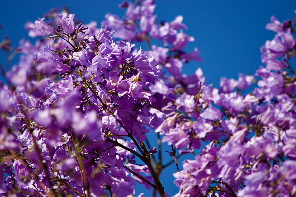 Las Jacarandas. A poem for spring in Mexico City | by Nathaniel Kostar (Nate Lost) | Imogene’s ...