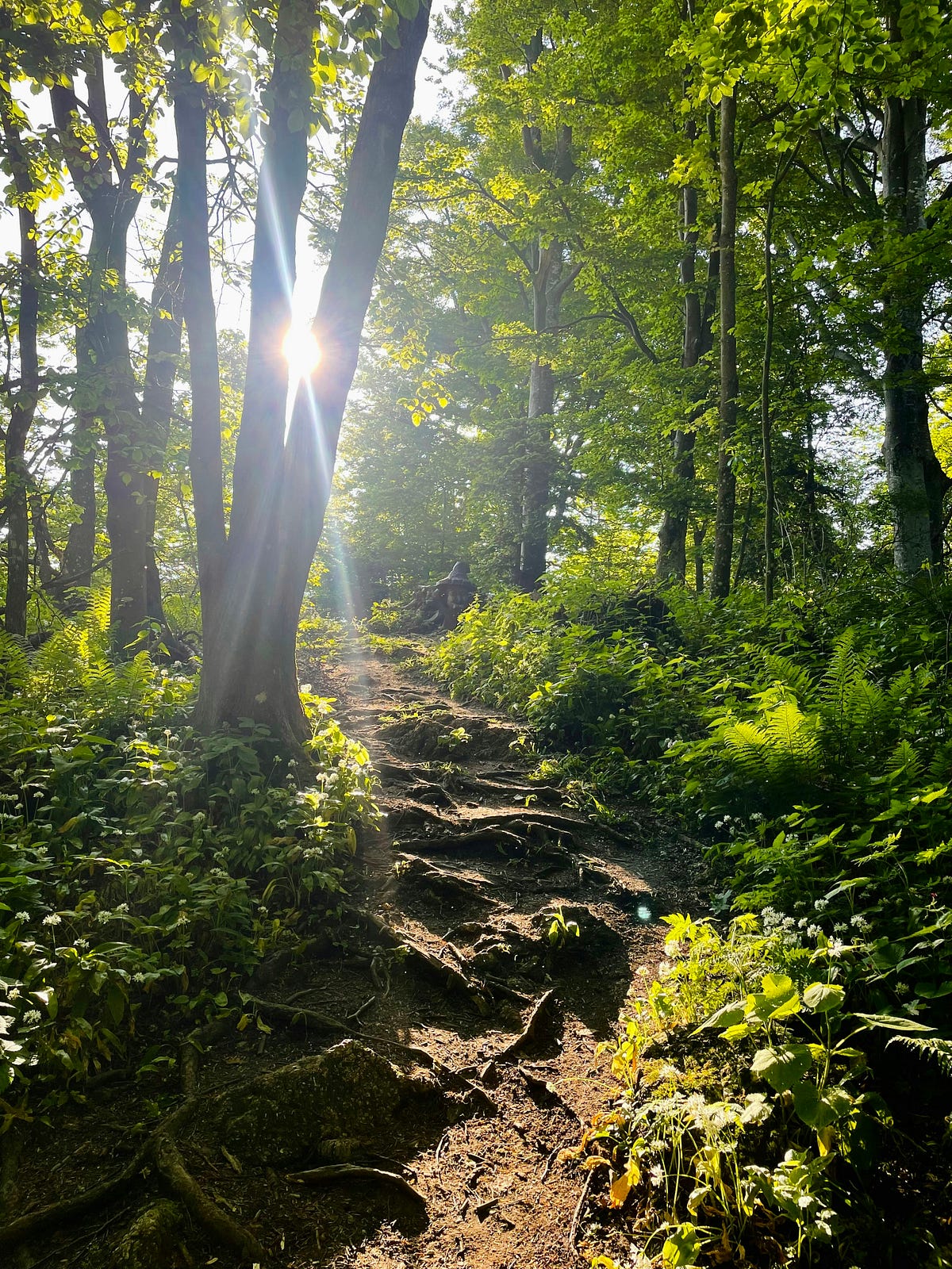 The Calm of Nature’s Safe Embrace | by Brandi Paige | Medium