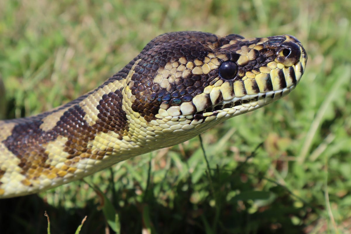 GridSearchCV or RandomSearchCV?. Comparing two sklearn hyperparameter… | by Brunna Torino | TDS ...