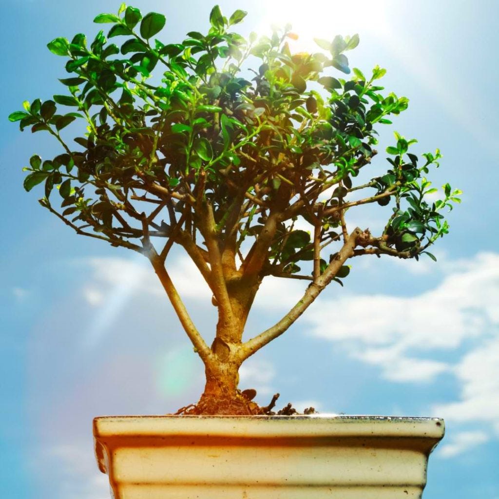 Bonsai Care: Understanding the Importance of Sunlight | by Mariya Kanegi | Medium