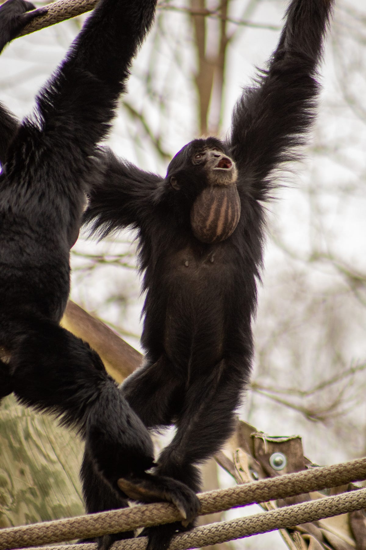 Slow-Motion Pendulum. ~ wide-swinging actions of primates —… | by Mark ...