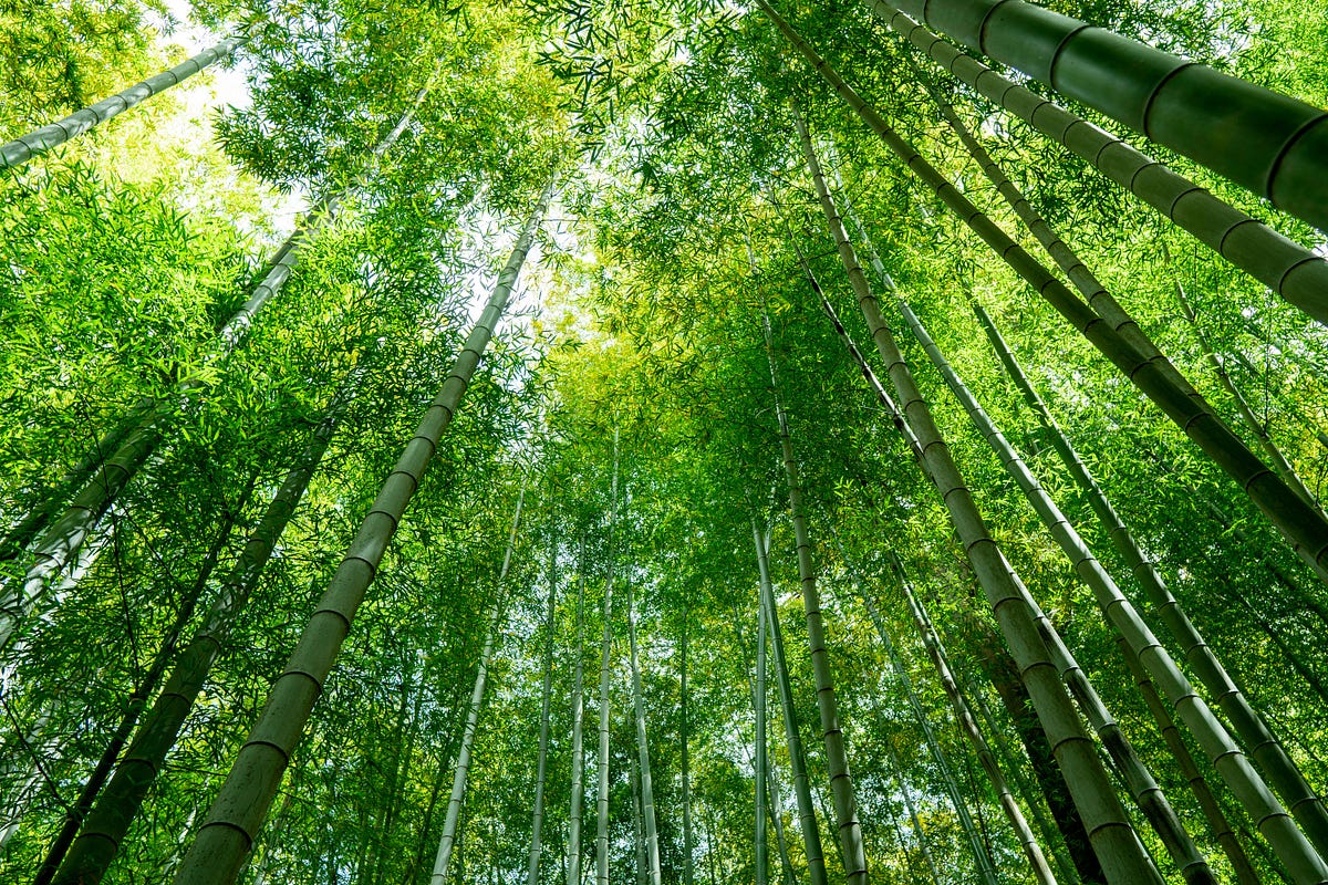🌱 The Bamboo That "Did Nothing" for 5 Years... Then Shocked the World 🎋 ...