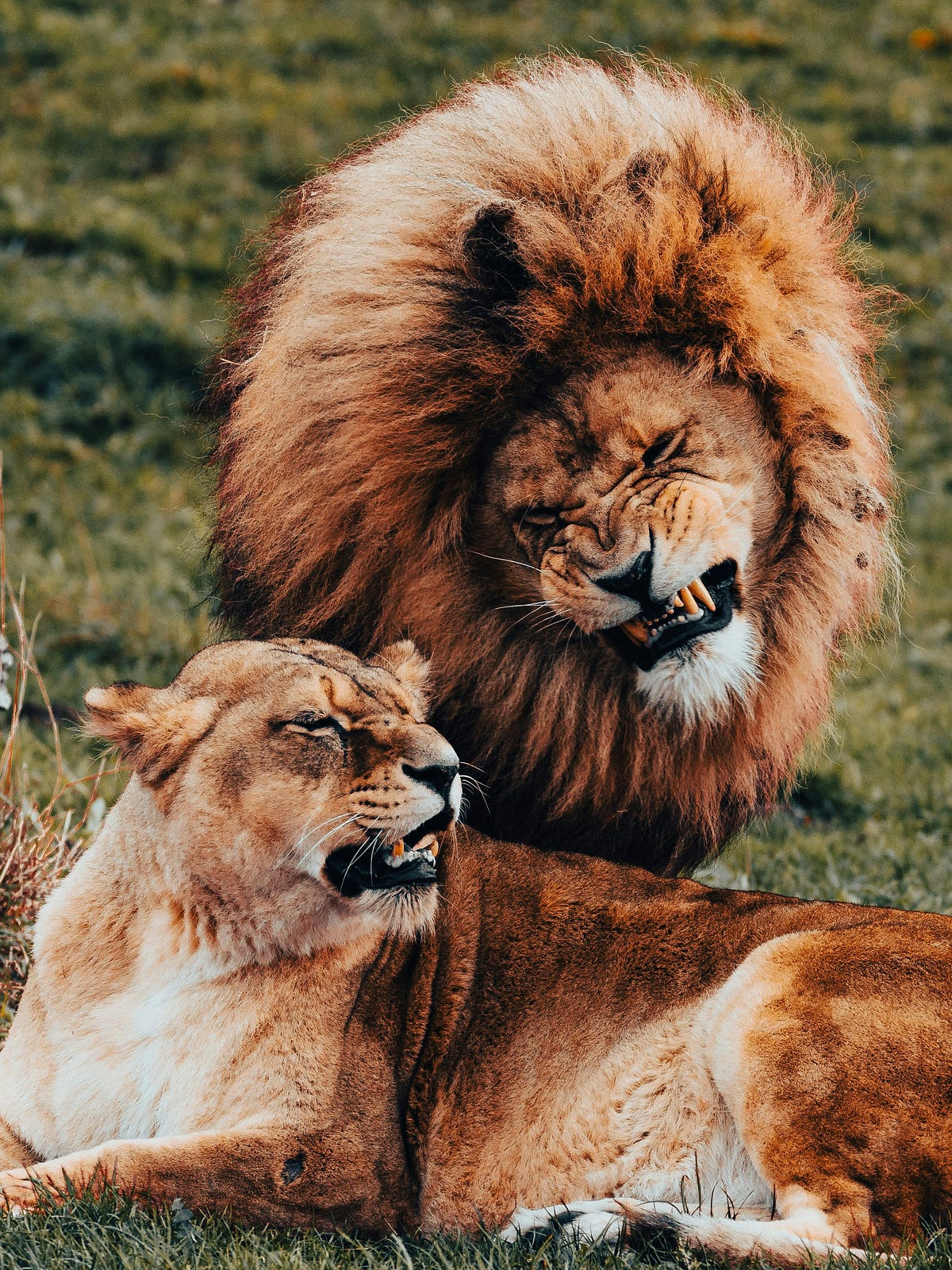 Every Beast Needs Love. Beauty and The Beast | by Awaken Soul🖤 | Medium