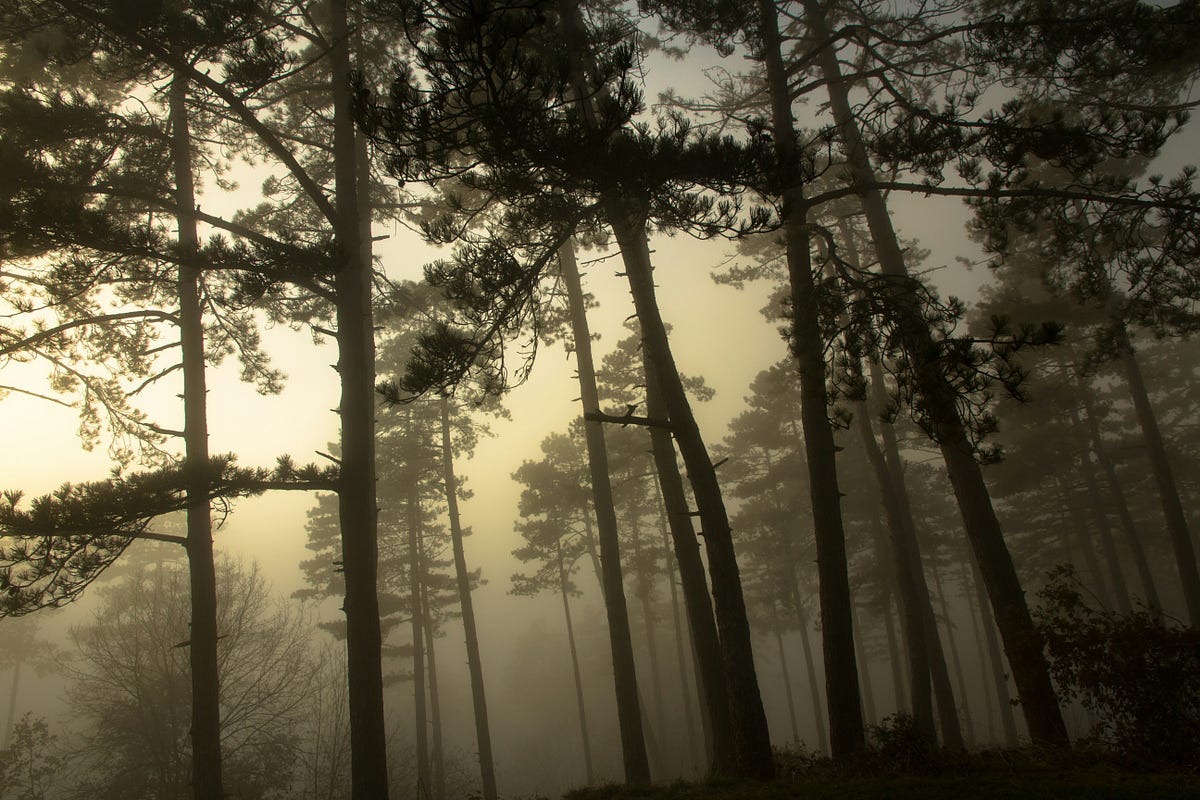 Gaunt Woods. A short story from prompt | by Chantelle Atkins | Medium