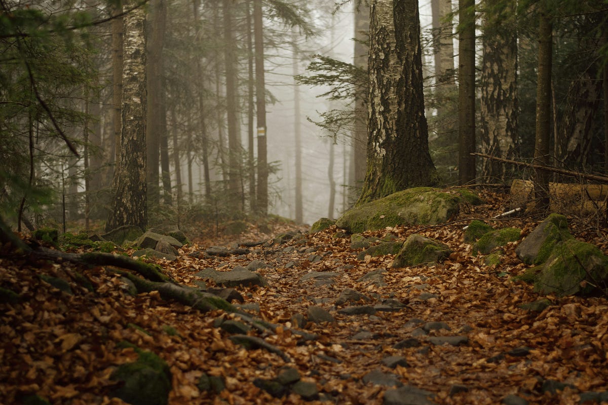 Why One Tree is Not Enough: Understanding Random Forests with High School Math | by Rayhan Ozzy ...