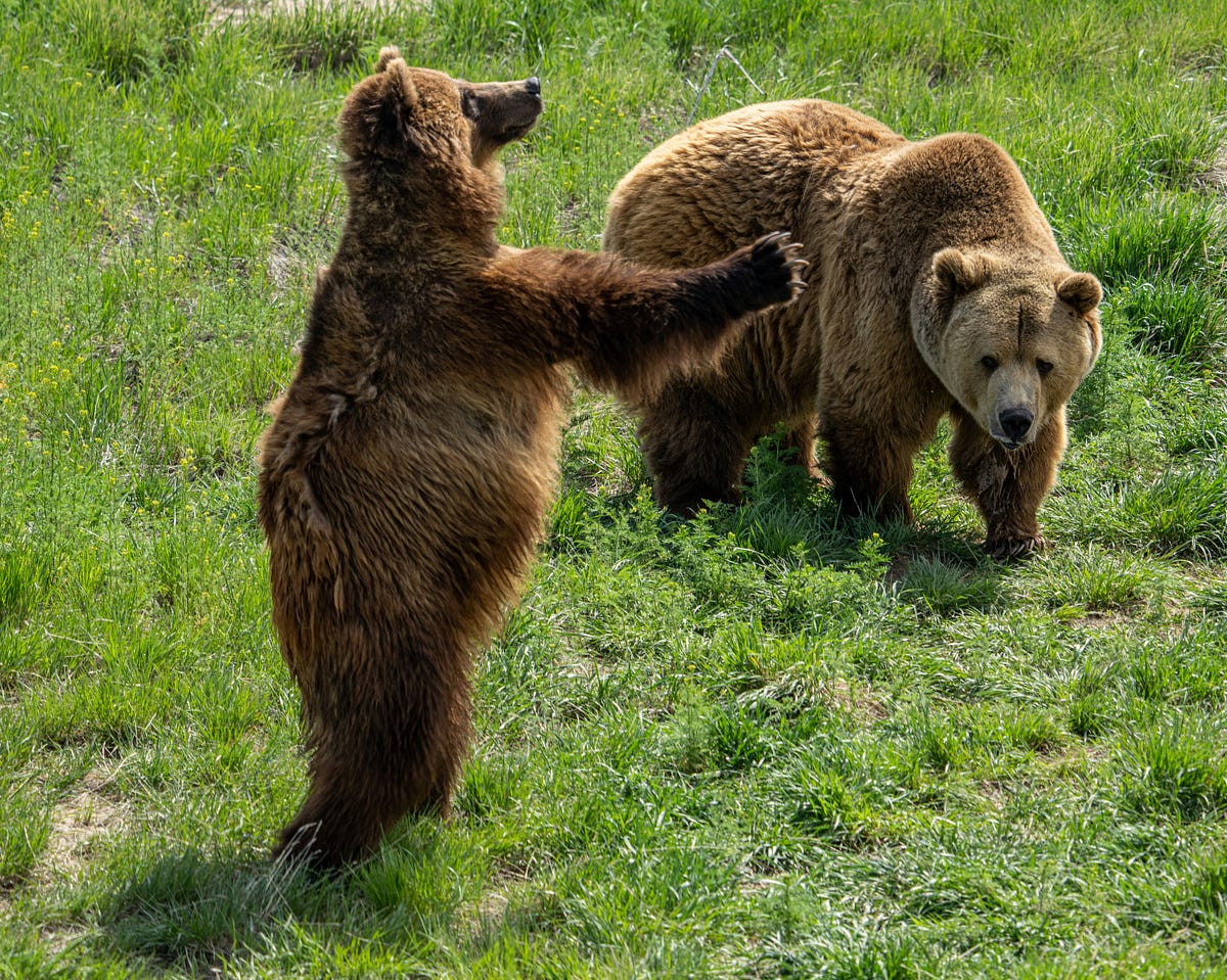 The Claw Brief: Embracing Bear Attributes for a Positive Mindset | by ...