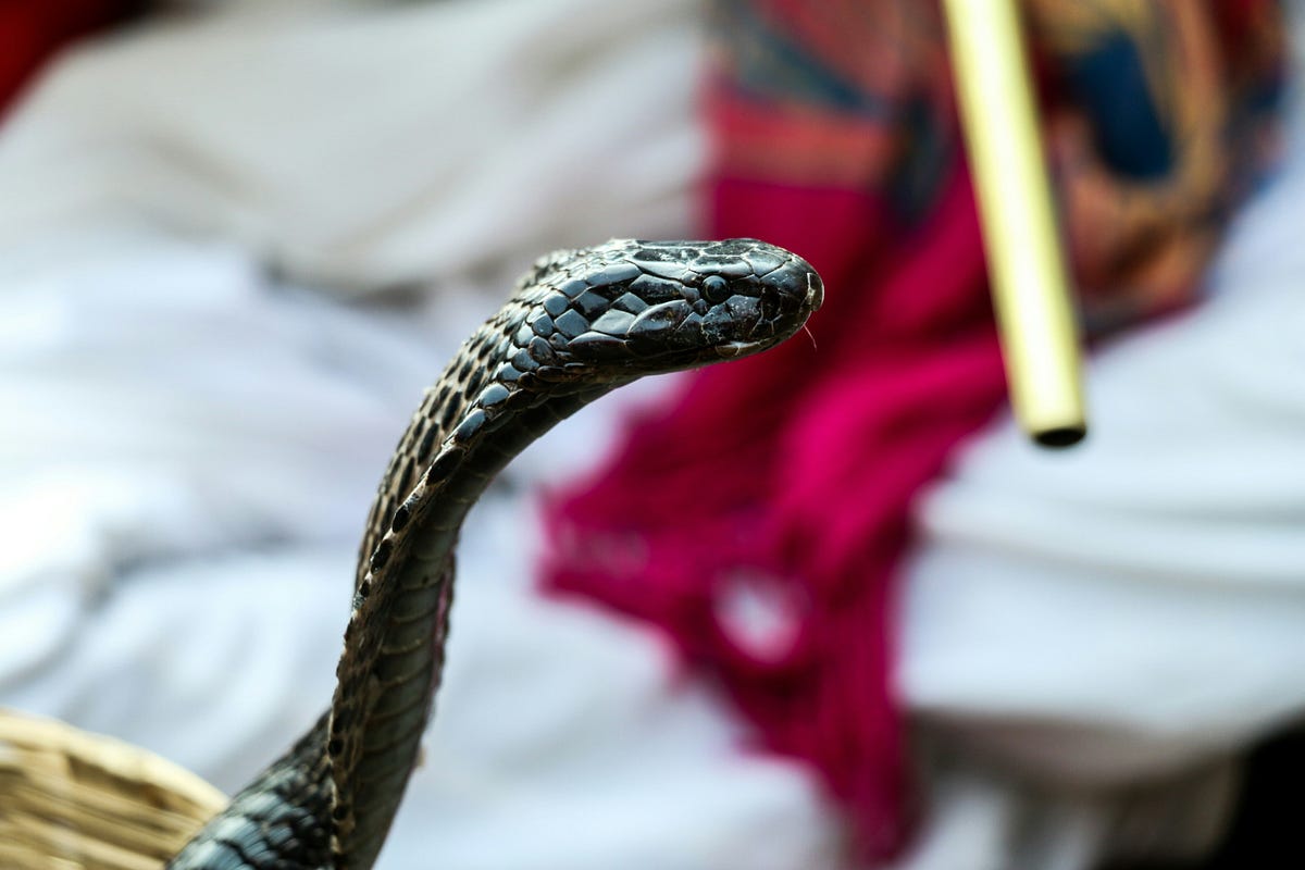 What Is The Cobra Effect?. Understanding collateral damage and… | by ...