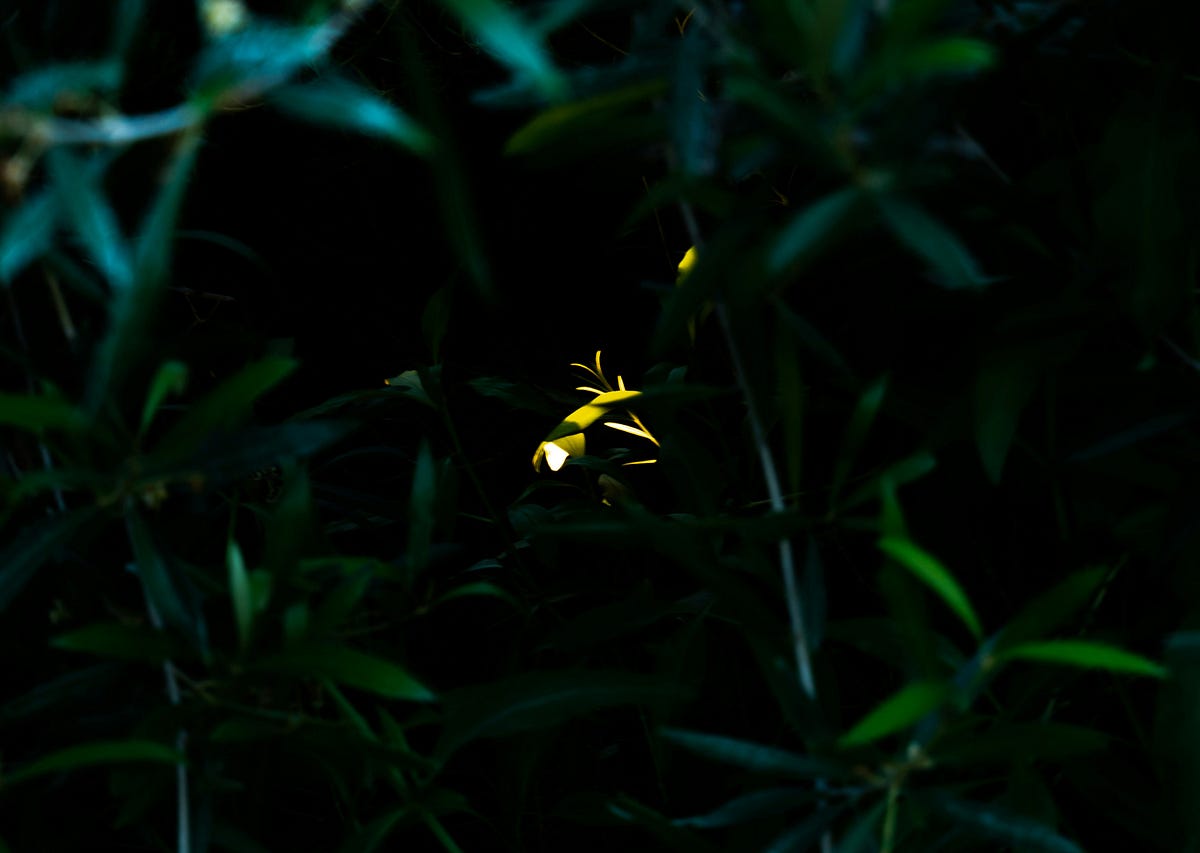 “Magic Hut”…Part-2…. Photo by Phillip N on Unsplash | by Briyasage ...