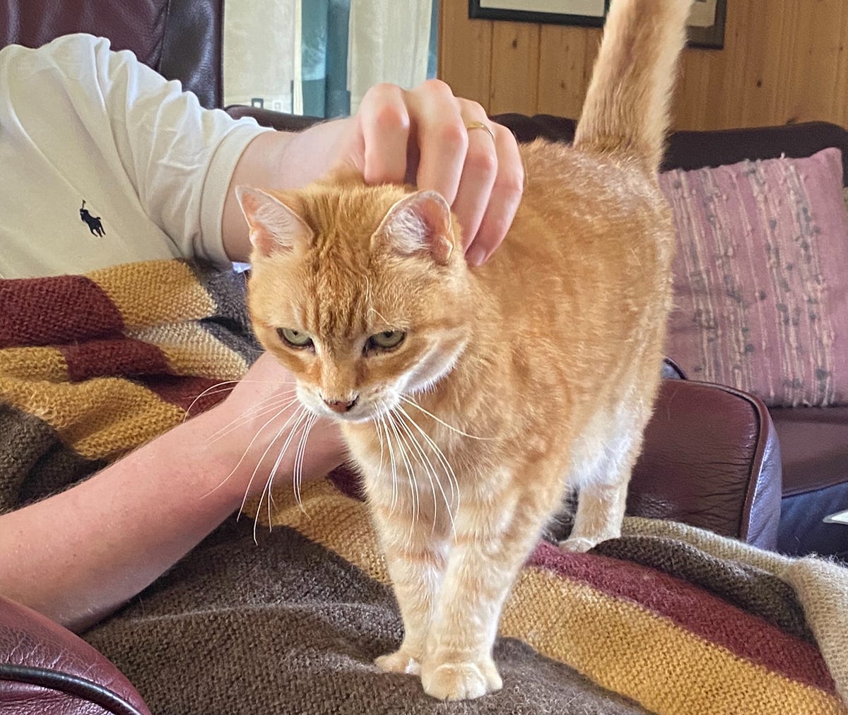 Feline coat colours: the genetics behind your cat’s fur patterns. | by ...