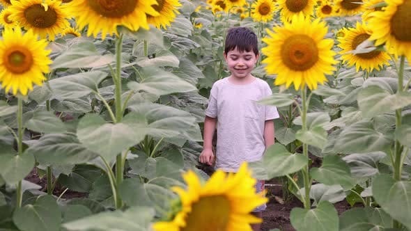 cute boy in sunflowers field.kid with flowers covering eyes,holding a ...