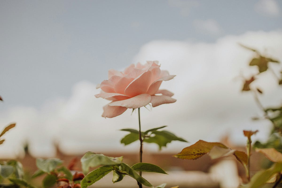 Roses with Thorns. Dark clouds follow blue | by Suzanne Henderson ...