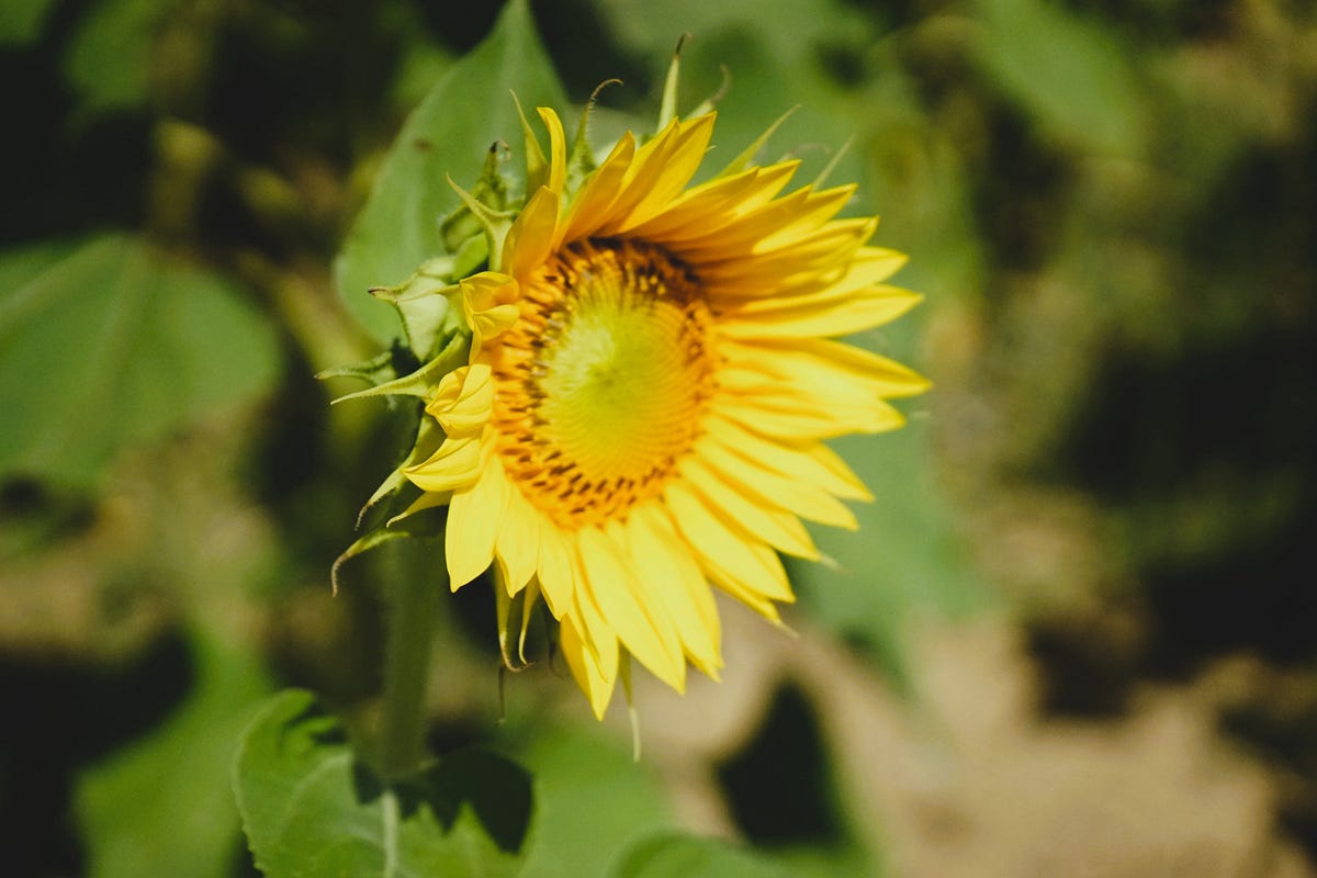 The Art of Micro-Journaling: Elevate Your Mindfulness with Index Cards ...