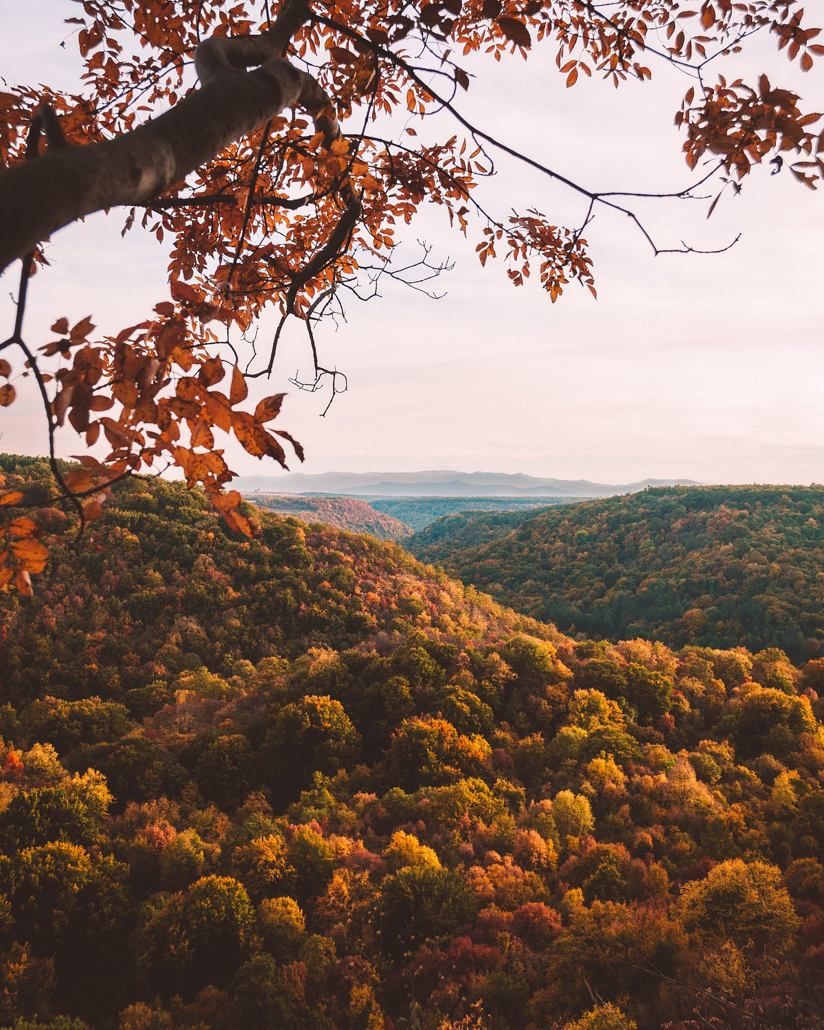 Samhain’s Magic: A Sisterhood’s Spell in the Whispering Woods | by ...