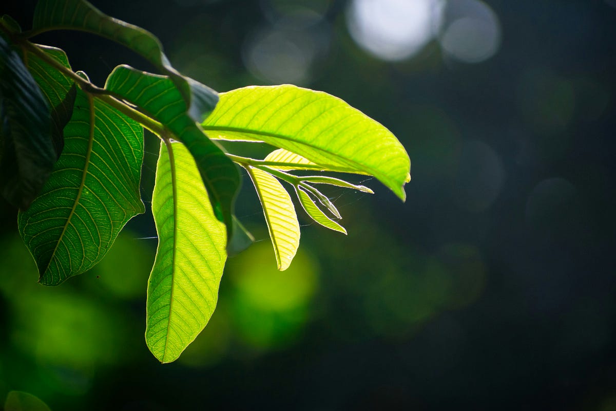 A Powerful Medicinal Leaf We Often Overlook | by Sourav Mishra | Mar ...
