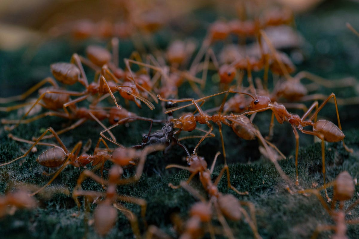 How Watching Ants Changed the Way I Write | by Activefaq 💛🎖️ ...