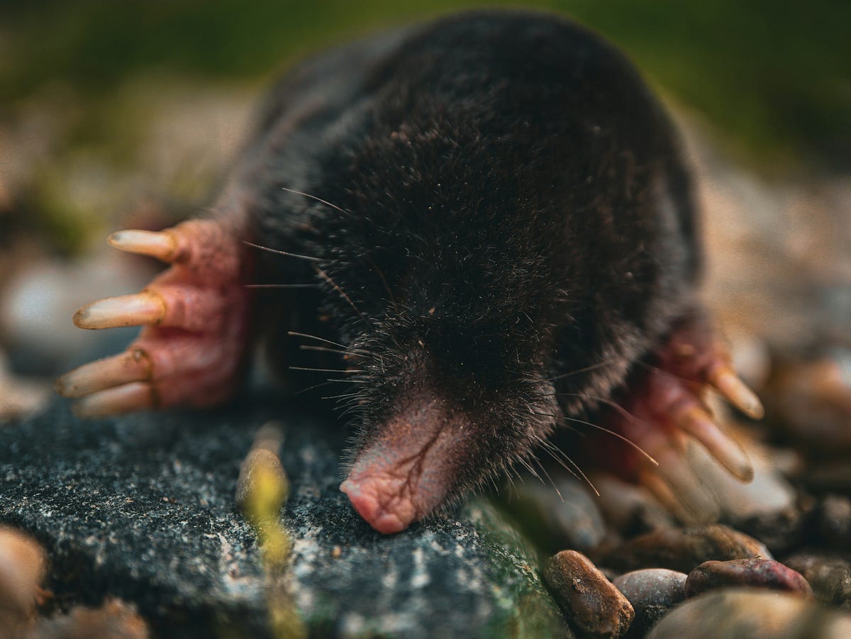 The Leap of Fate: A Mole’s Hilariously Doomed Prison Break | Medium