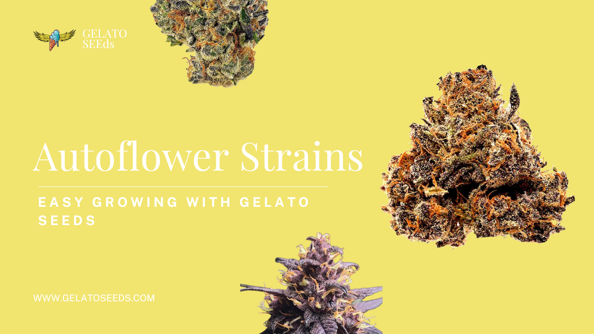 Autoflower Strains: Easy Growing with Gelato Seeds | Medium
