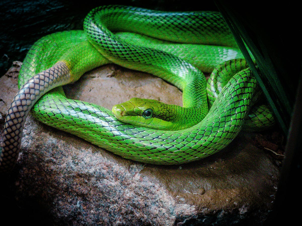 ENCOUNTERING SNAKES | by OLUWATOBILOBA AKINNATE | Medium