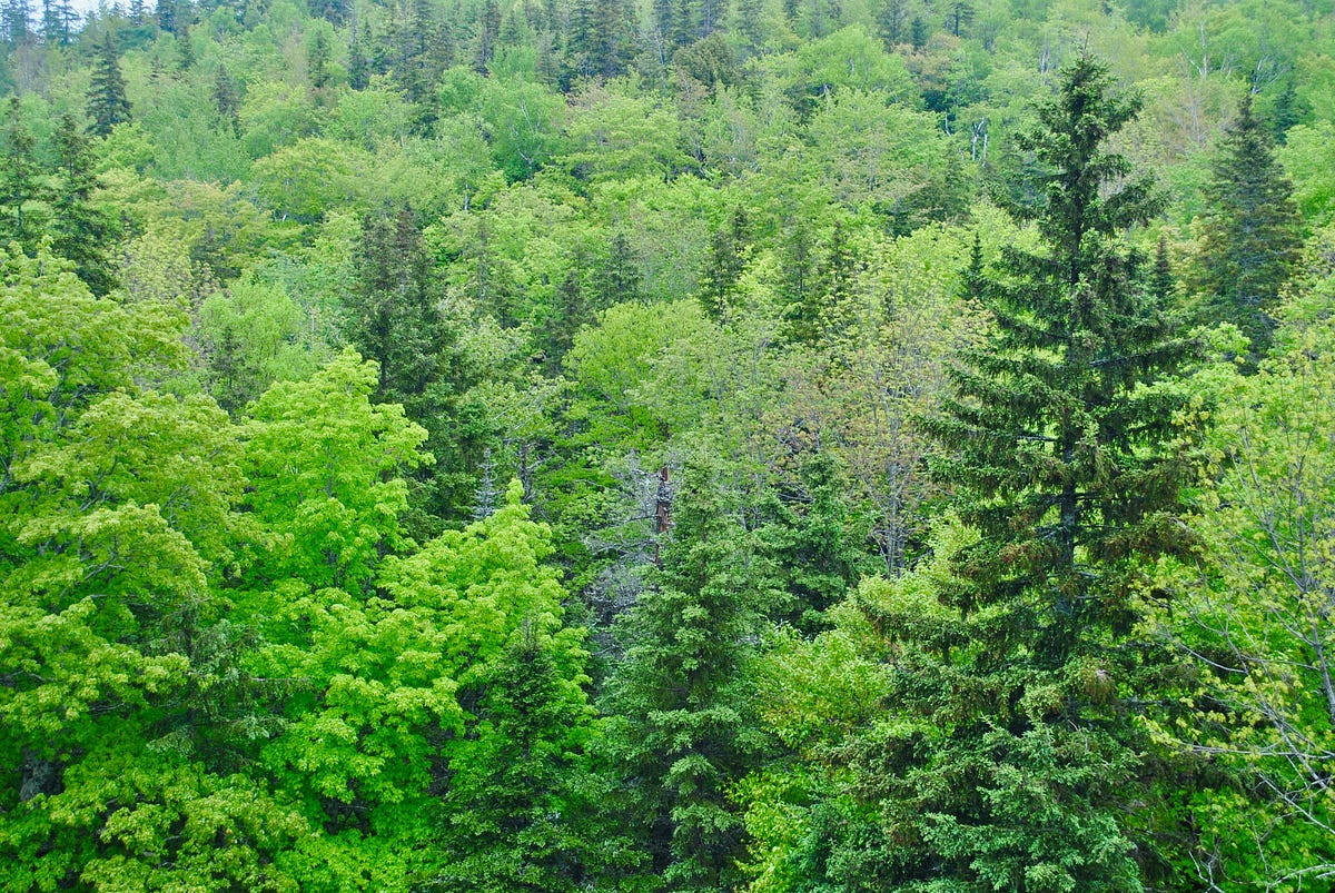 Random forest simple and intuitive way with python | by Zahra ...