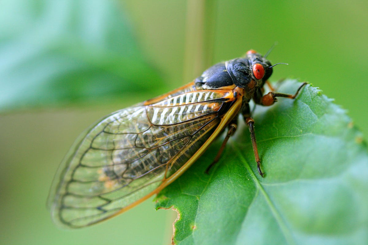 Cicada - Write Under the Moon - Medium
