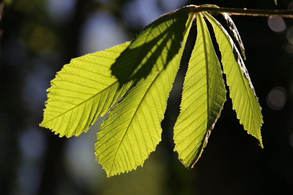 Dying with Chestnut Leaves. An Experiment | by C. L. Beard | Weeds ...