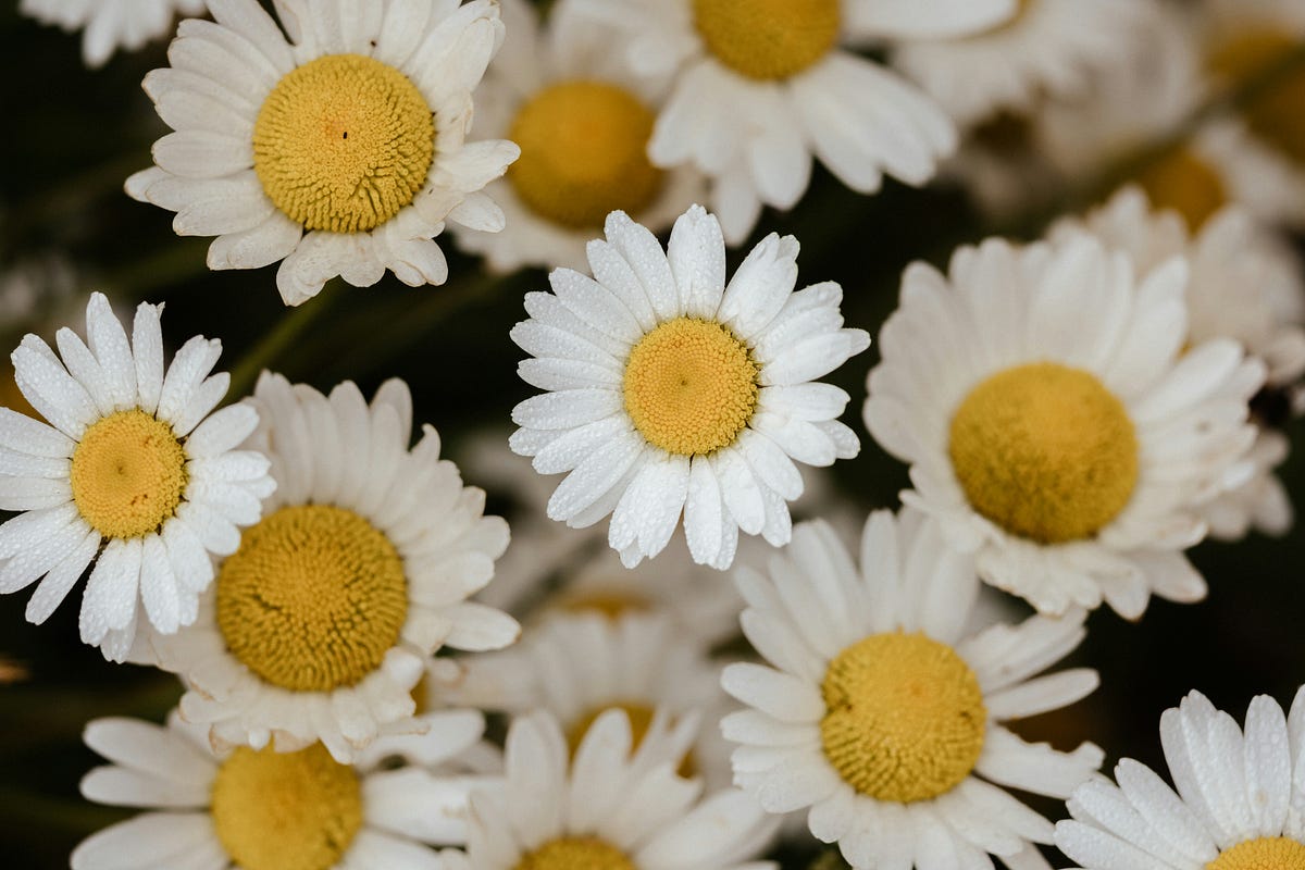Be kind with your words and be gentle with your actions. | by Constant ...