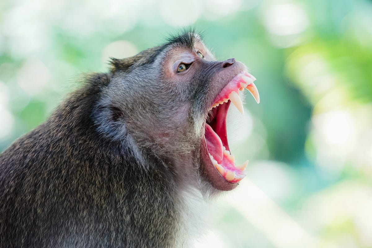 The Baboons in Kenya Were Scary, Mischievous, and Sneaky Little Thieves ...