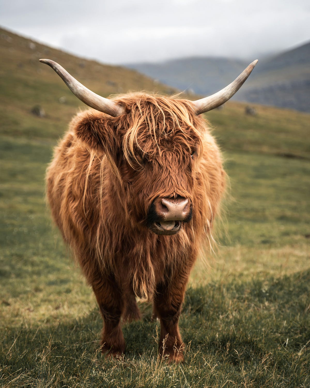 A Cow, A Werewolf, and Peas Porridge Walked Into A Limerick | by Sam ...