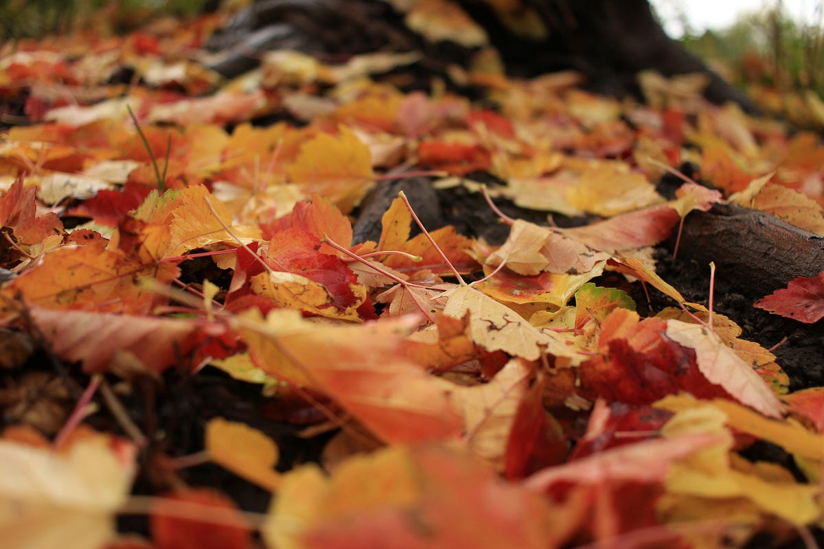 And Suddenly: October. A Poem for October | by Tracy E | Soul Bay | Oct ...