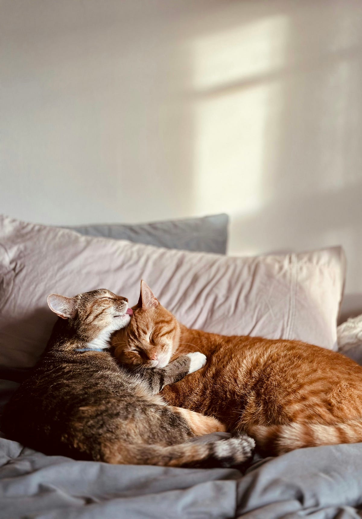 HONESTLY, Being SINGLE is So Enjoyable and Peaceful! | by Beatrix Felix 🌻 | Writing Real ...