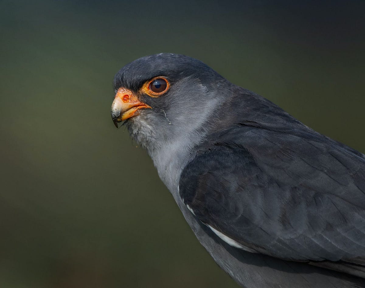 The Amur Falcon’s Story. In Response to the Writing Prompt on… | by ...