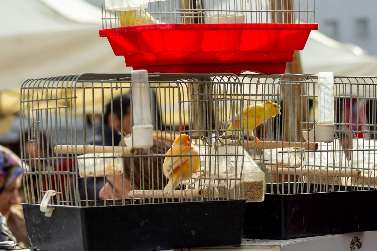 How would YOU feel in a Cage?. A Reflection on Compassion Towards… | by ...