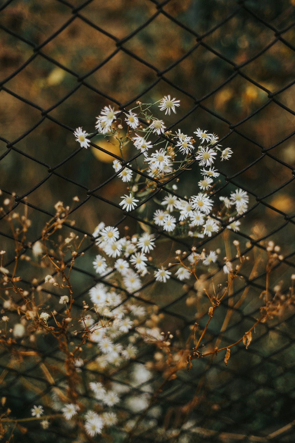 Poetry Writing Prompts — Week Forty-Seven | by Chelsea Marie | The ...